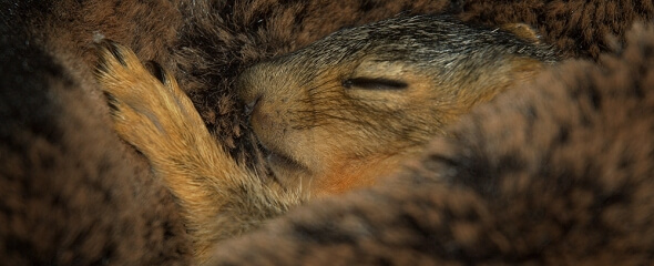 George Staples - A Squirrel's Tale Wildlife Rehabilitation